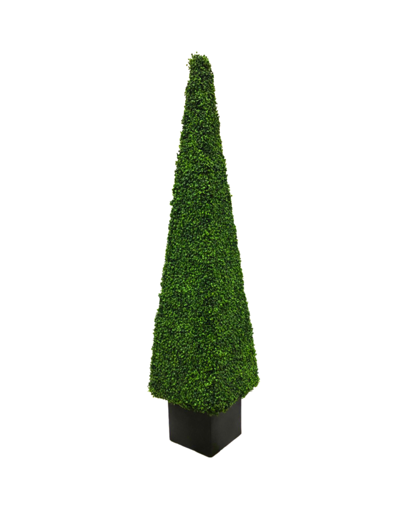 Boxwood Topiary Pyramids